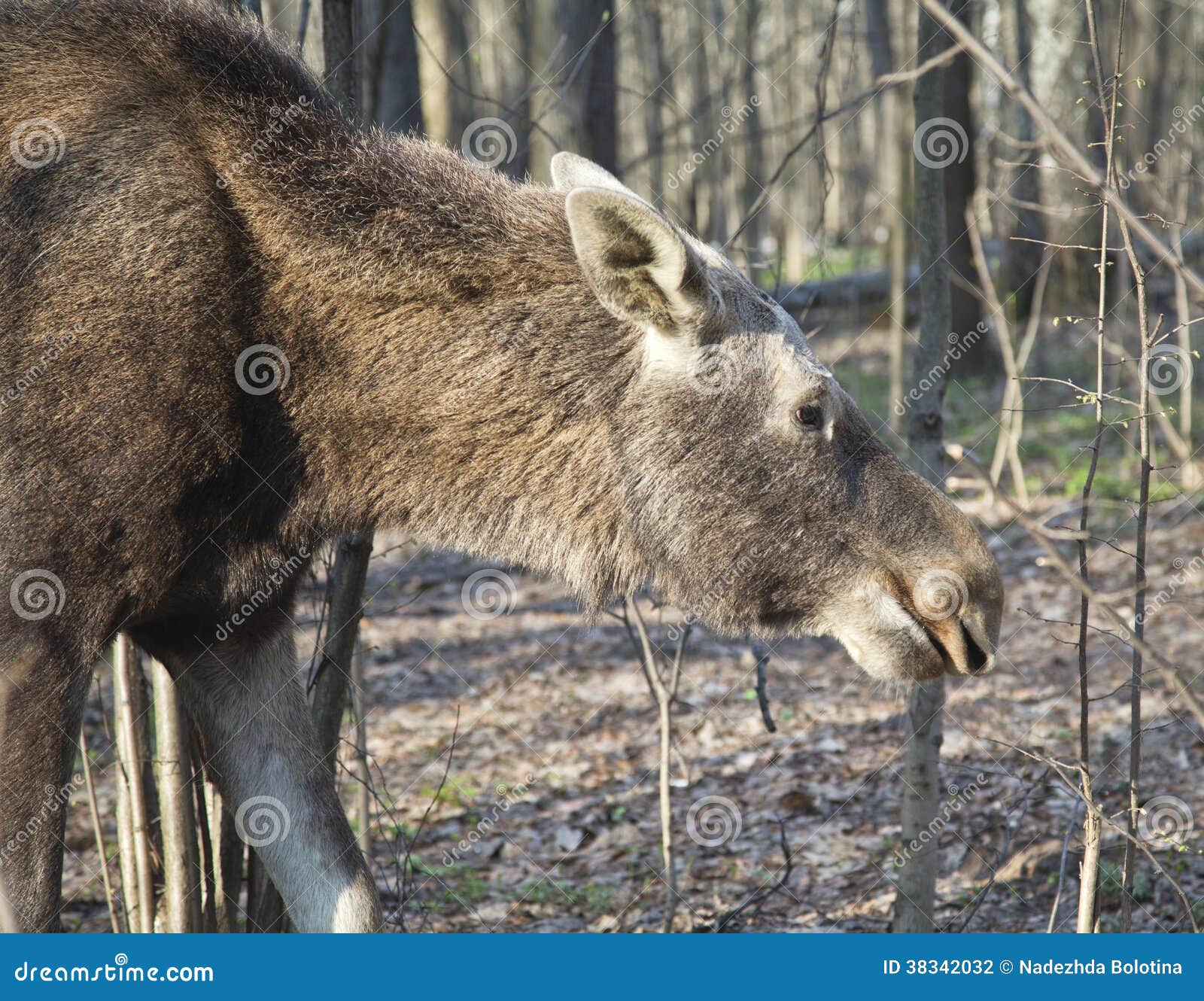 Moose in a spring forest stock photo. Image of brown - 38342032