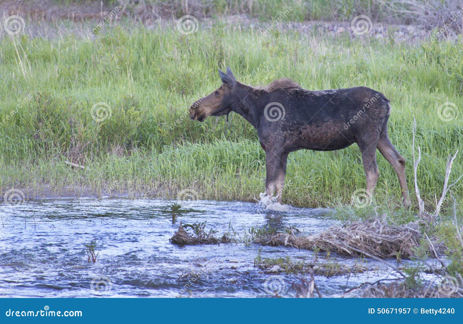 Moose Standing In The Edge Of A River. Stock Image | CartoonDealer.com ...