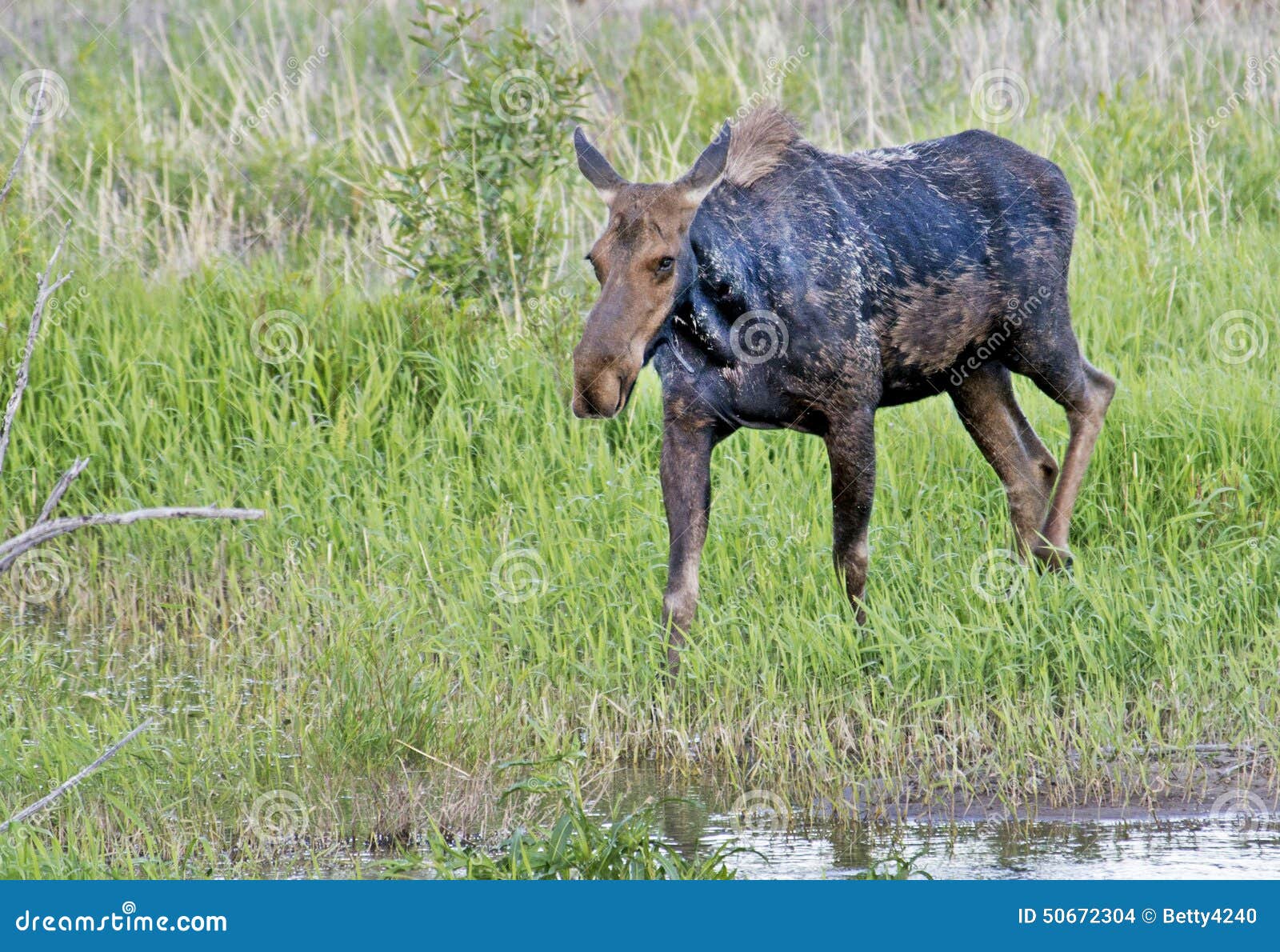 Moose Standing in the Edge of a River. Stock Photo - Image of curious ...