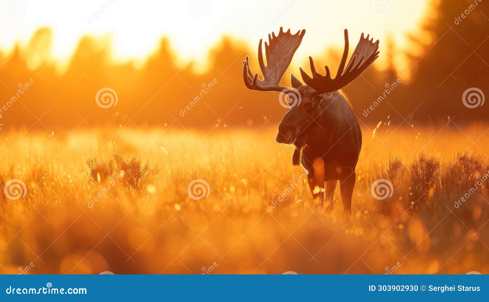 A Moose Standing in a Field with the Sun Shining on it, AI Stock ...