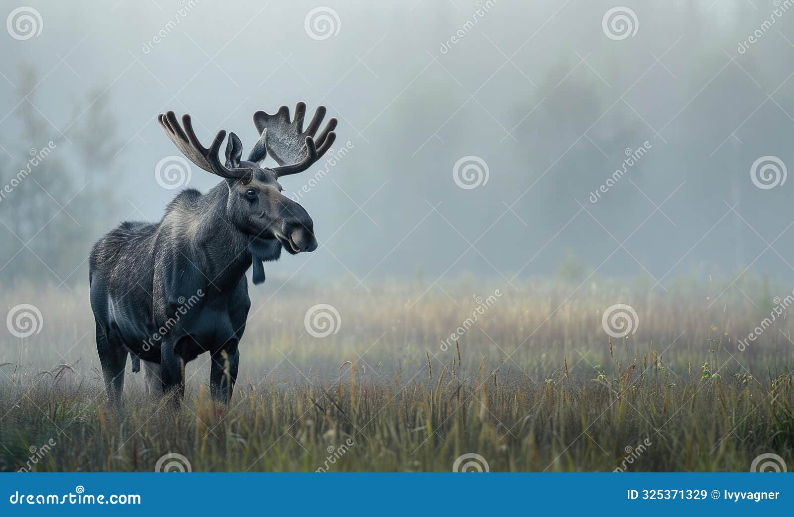 Moose Standing in a Field of Wildflowers Stock Image - Image of antlers ...