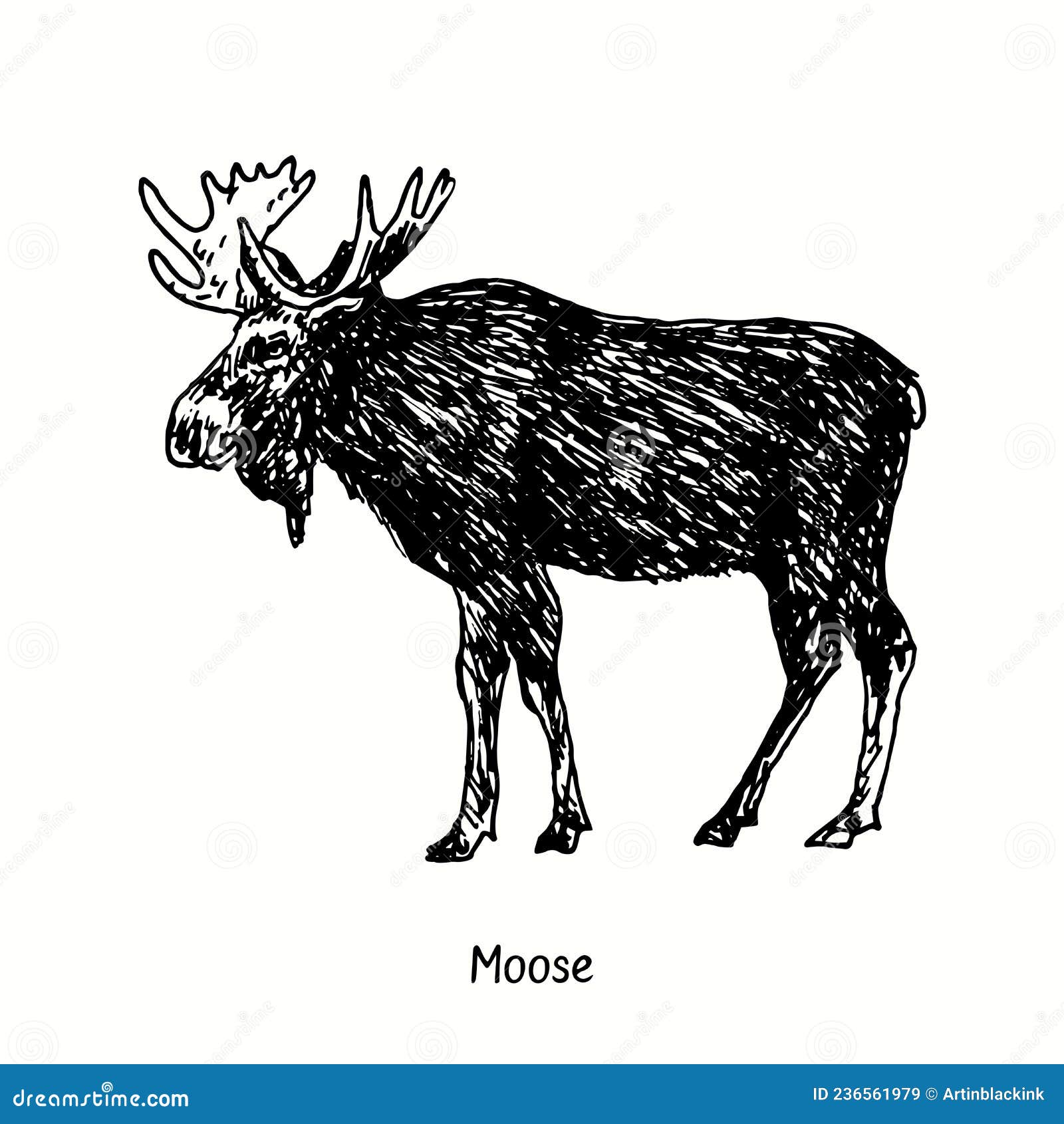 Moose Standing Side View. Ink Black and White Doodle Drawing Stock ...