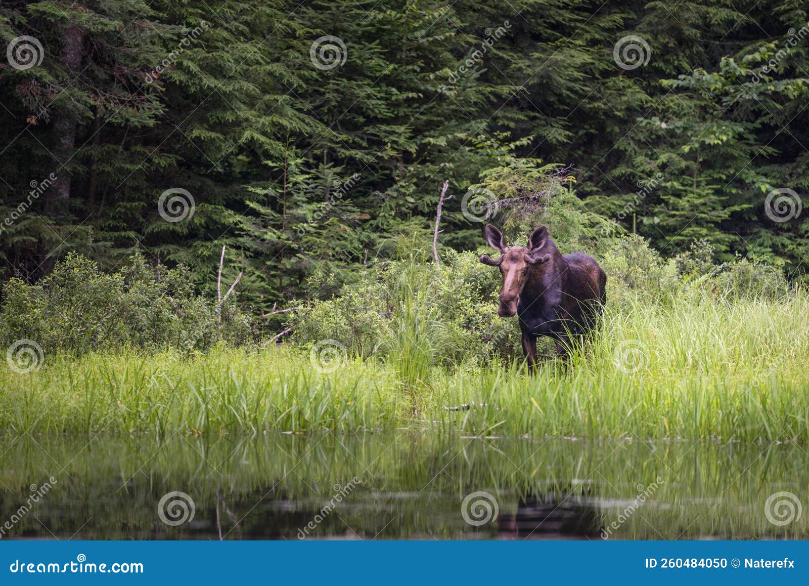 Moose stare down stock photo. Image of lakes, stair - 260484050