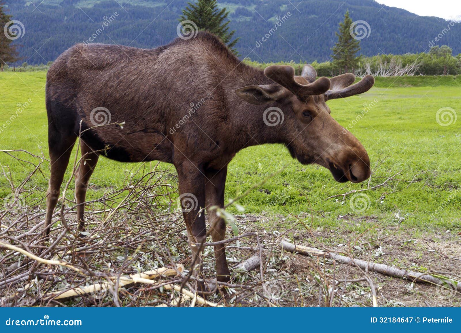 Moose stock image. Image of mountain, outdoor, wild, wilderness - 32184647