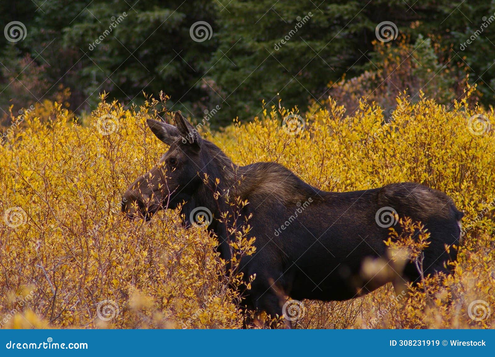 Moose Strolls among Golden Foliage and Trees Stock Image - Image of ...