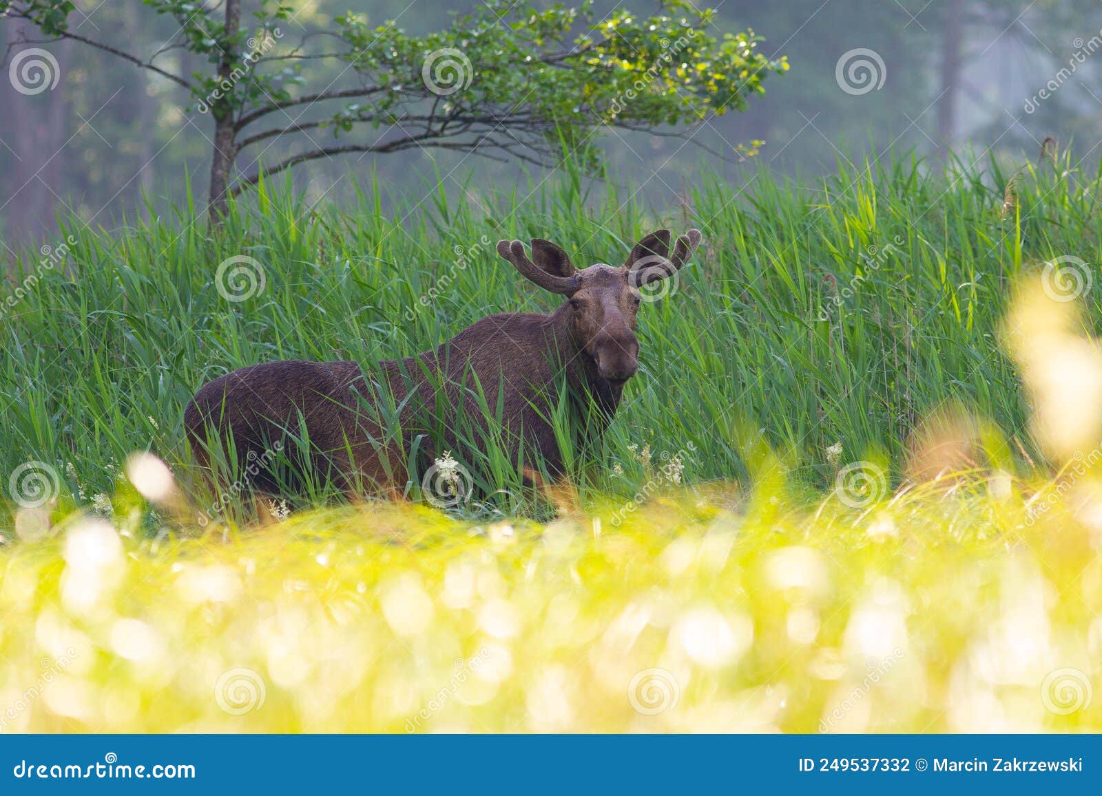 Moose in the sunshine stock photo. Image of grass, tree - 249537332