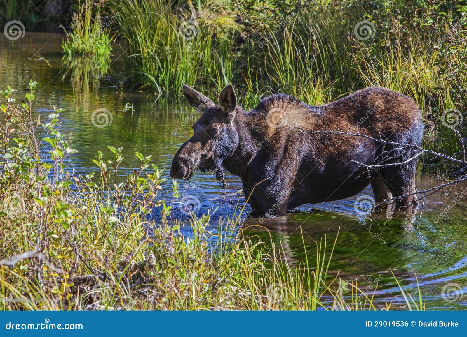 Moose in swamp land stock photo. Image of natural, national - 29019536