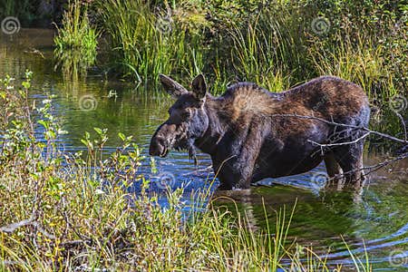 Moose in swamp land stock photo. Image of natural, national - 29019536