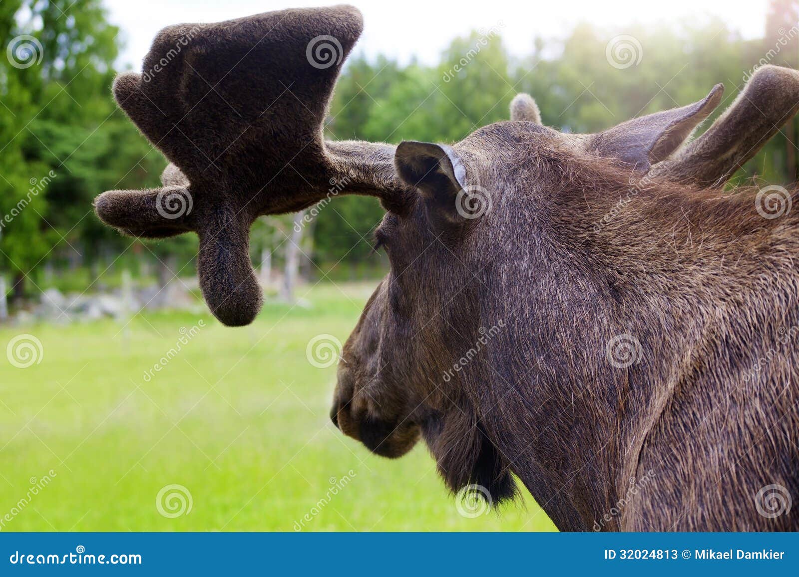 Moose in Sweden stock image. Image of mammal, sweden - 32024813