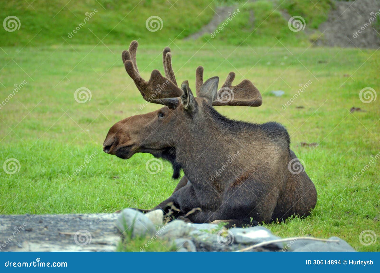 Moose taking a rest stock photo. Image of forest, animal - 30614894