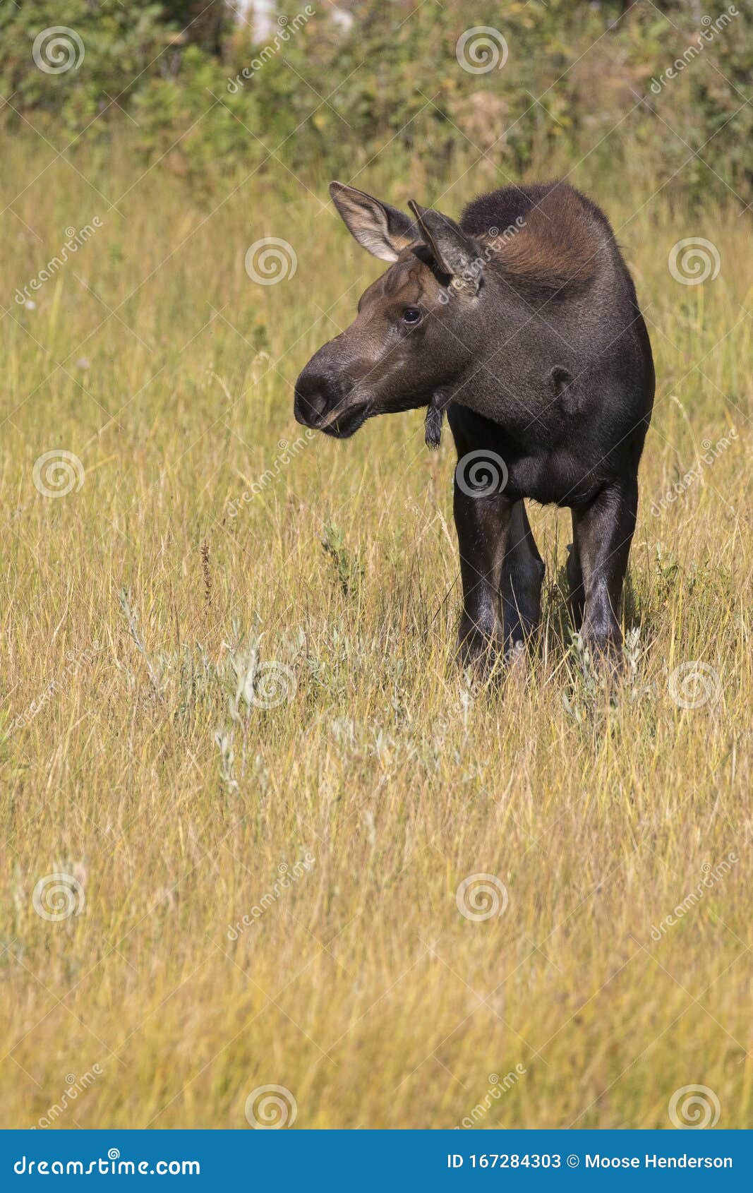 MOOSE in TALL GRASS by WATER STOCK IMAGE Stock Image - Image of parks ...