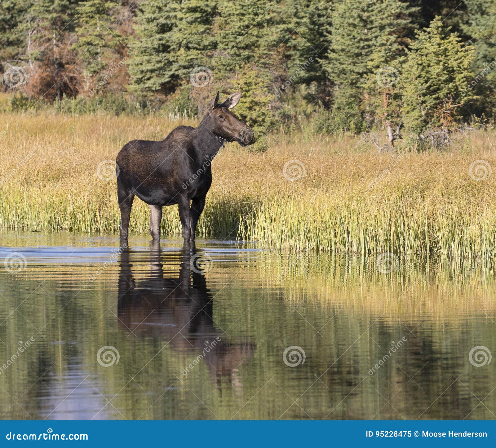MOOSE in TALL GRASS by WATER STOCK IMAGE Stock Image - Image of ...