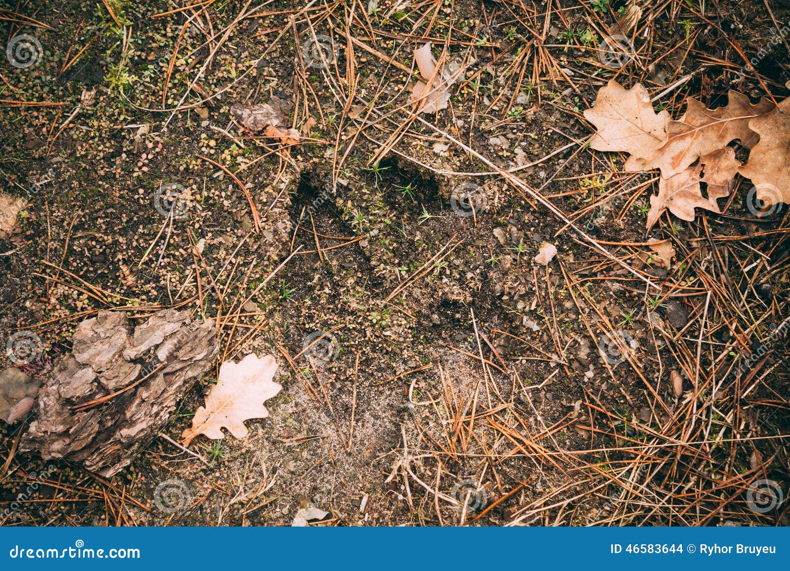 Moose Track, Footprint Step on Ground Stock Photo - Image of nature ...