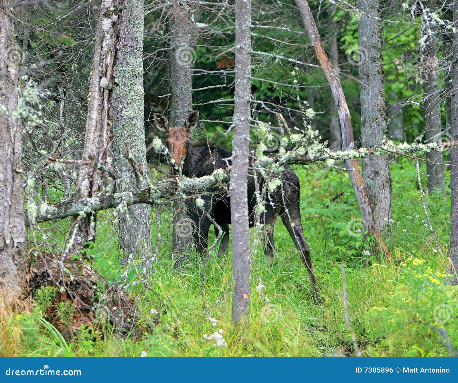 Moose in the trees stock photo. Image of outside, summer - 7305896
