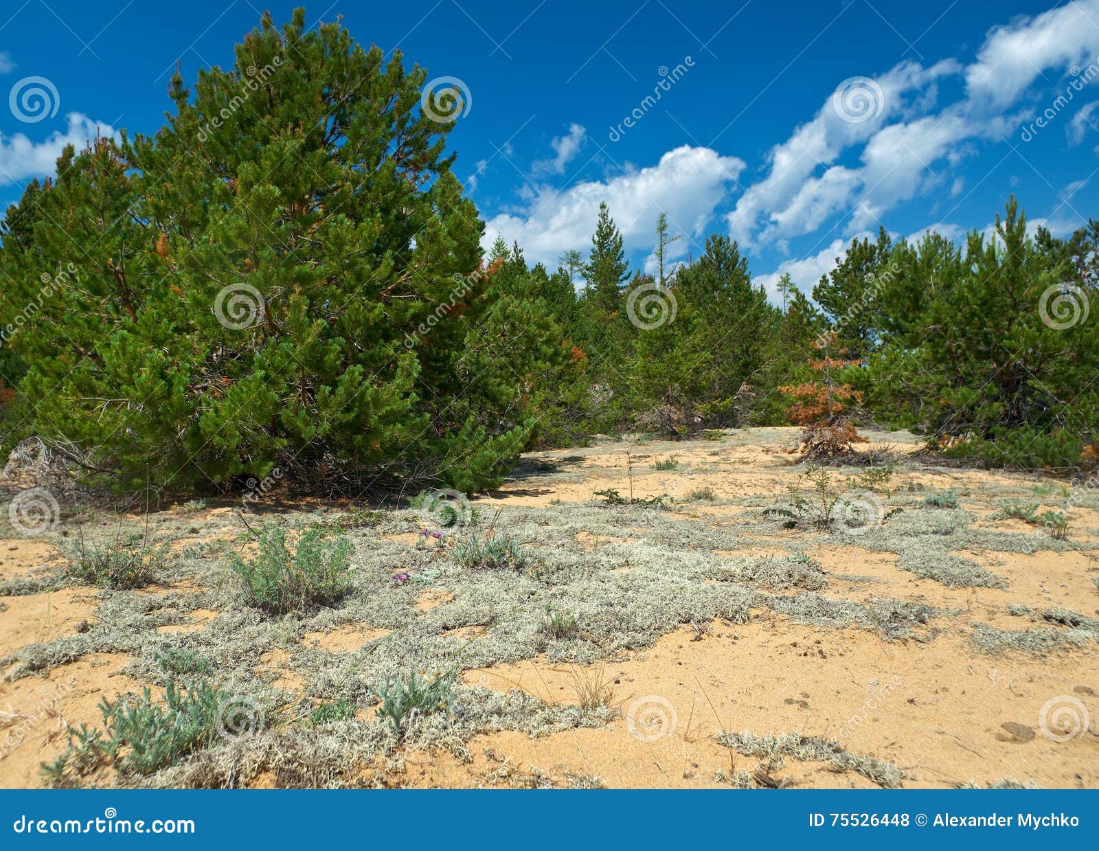 Moose Und Kiefer Sandy-Ufer Stockfoto - Bild von sibirien, strand: 75526448