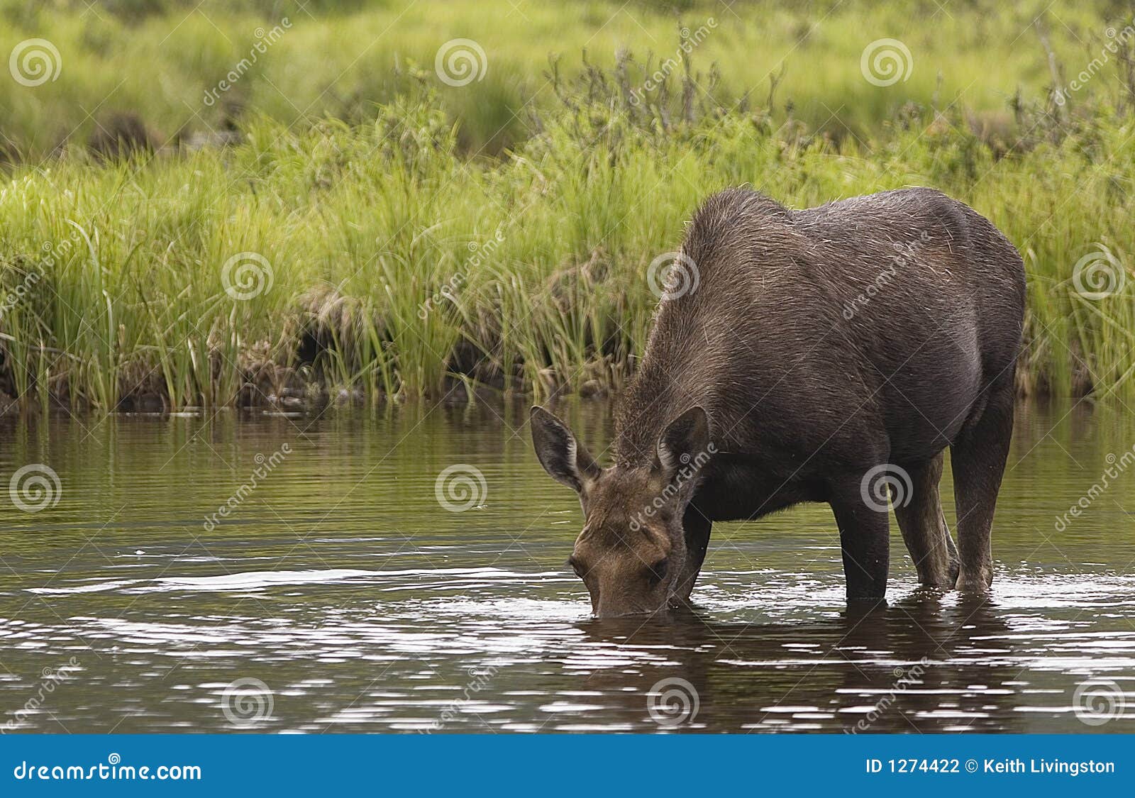 Moose Wading stock photo. Image of alpine, female, beautiful - 1274422