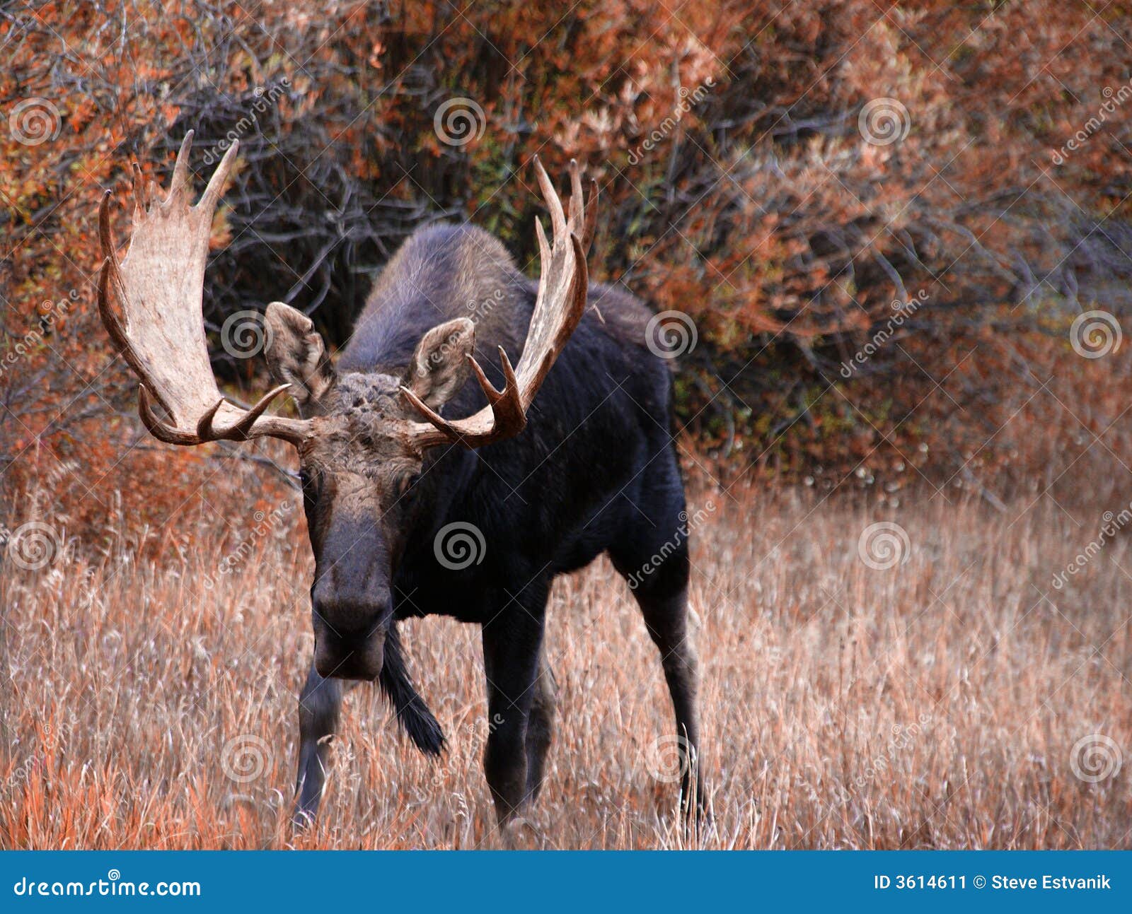 Moose, Walking through Autumn Meadow Stock Image - Image of autumn ...