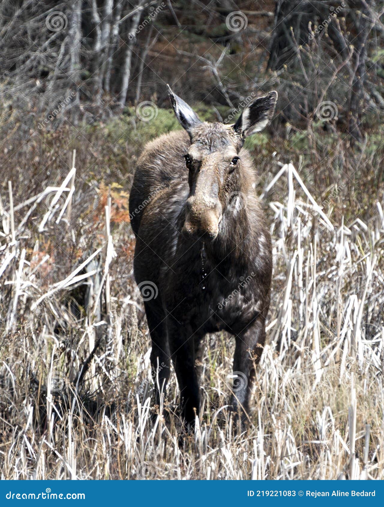 Moose Photo Stock. Front View. Walking in Cattail Foliage in the Forest ...