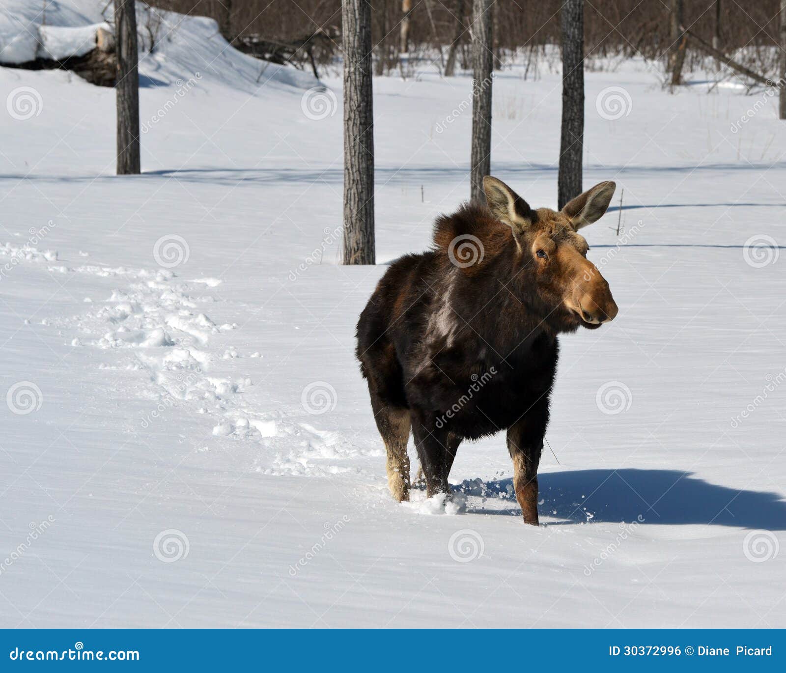 Moose In Deep Snow