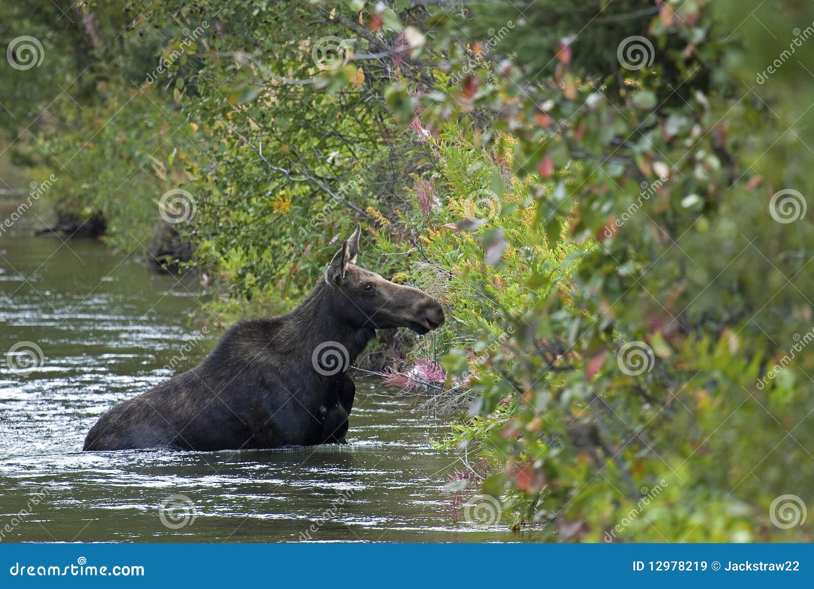 Moose in water stock image. Image of park, national, moose - 12978219