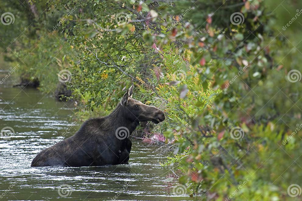 Moose in water stock image. Image of park, national, moose - 12978219