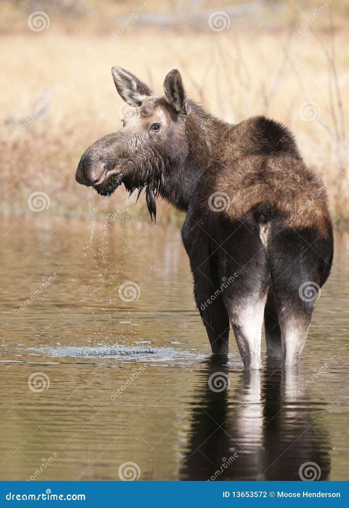 Moose in water stock photo. Image of animal, wilson, girl - 13653572