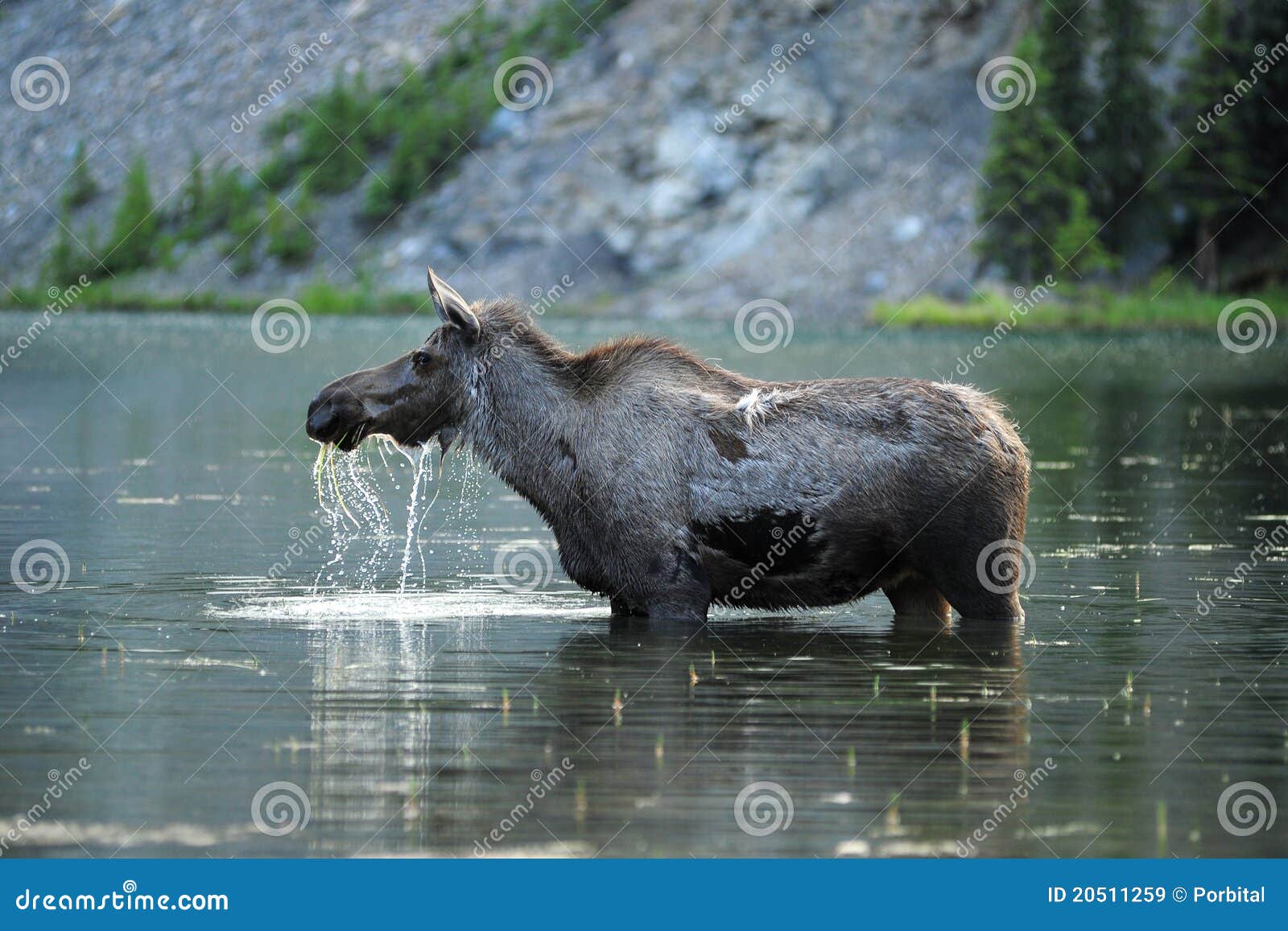 Moose in water stock image. Image of park, national, drop - 20511259