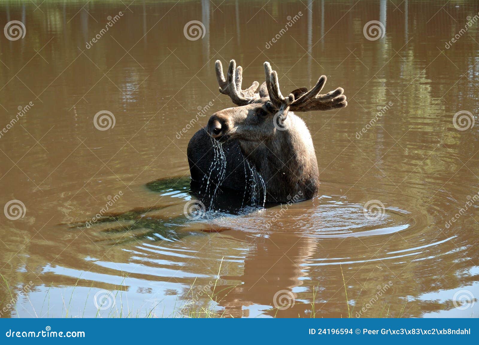 Moose in the water stock photo. Image of grand, adventure - 24196594