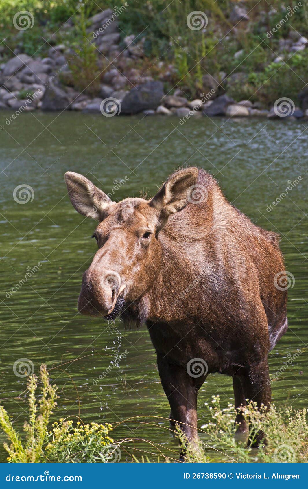Moose in Water stock photo. Image of thirsty, drink, brown - 26738590