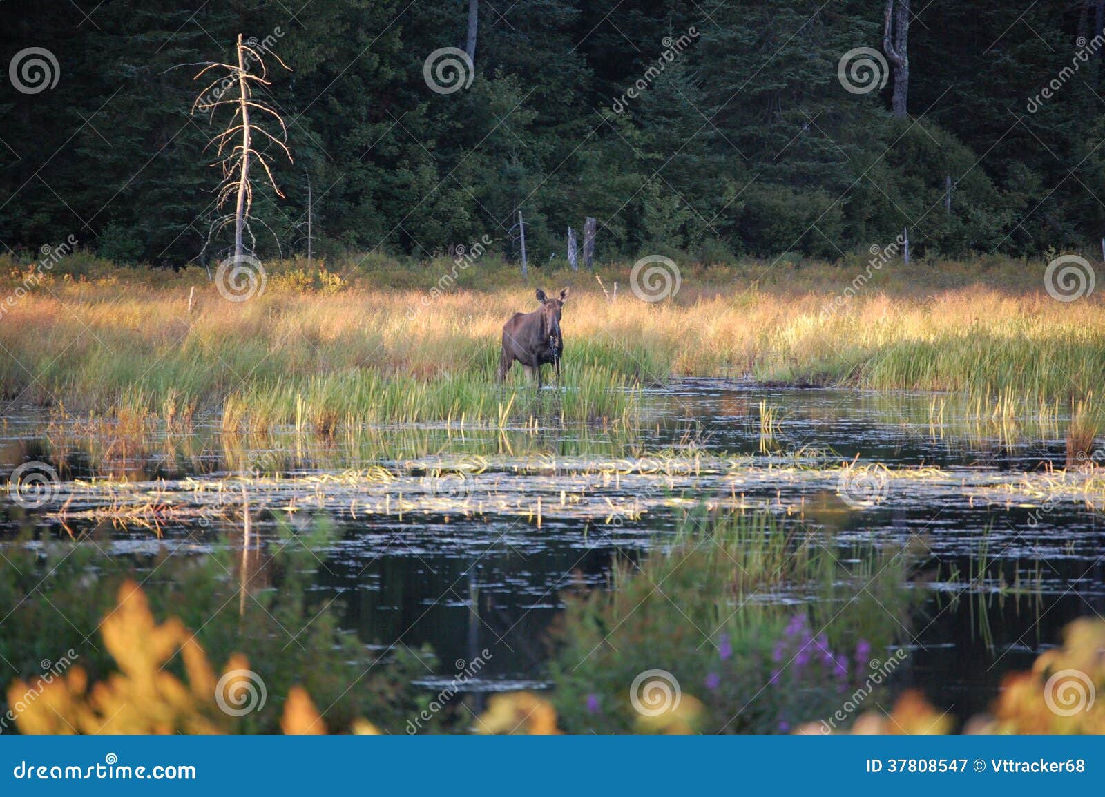 Moose in the water stock image. Image of velvet, flowers - 37808547