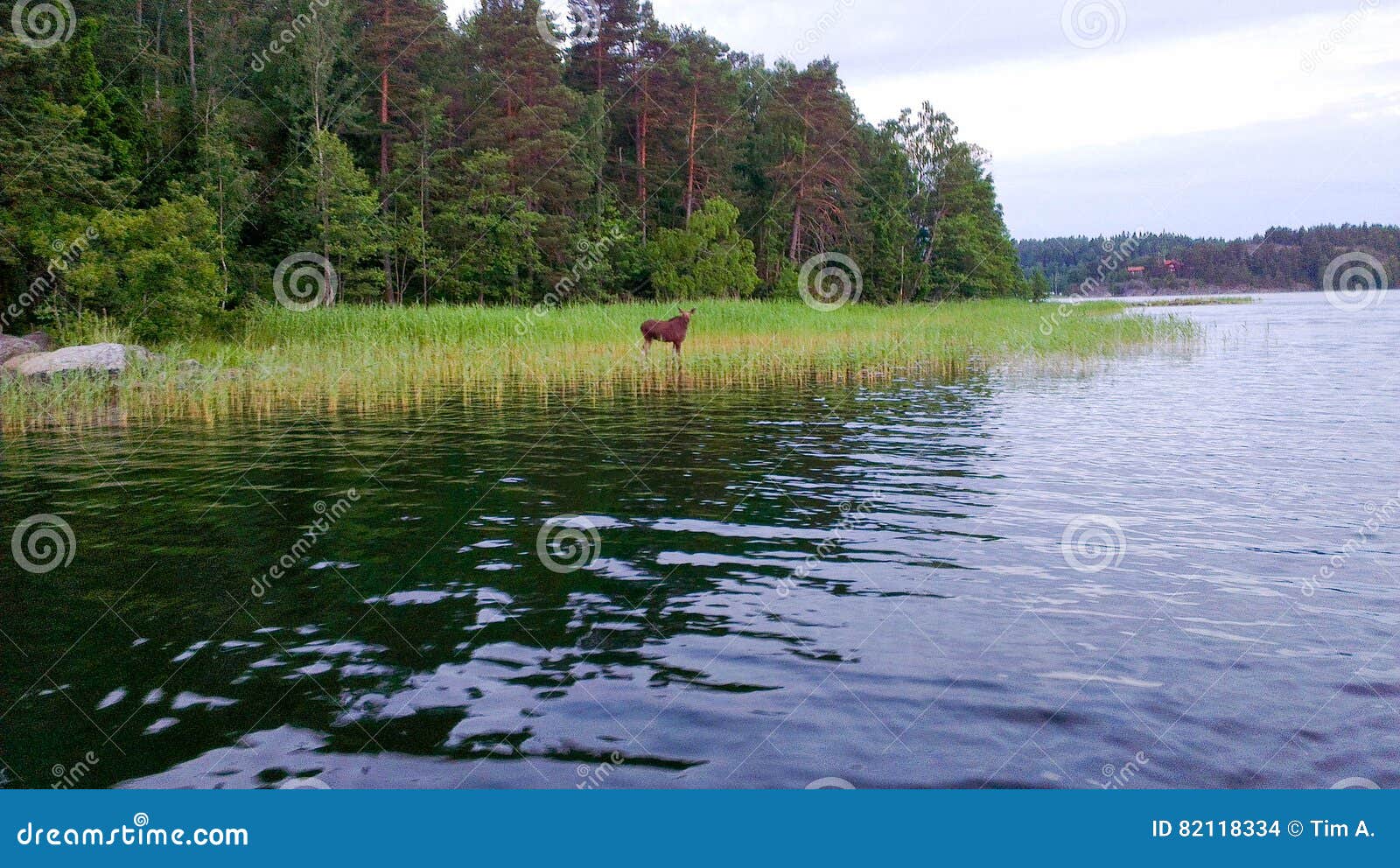Moose in water stock photo. Image of standing, view, archipilago - 82118334