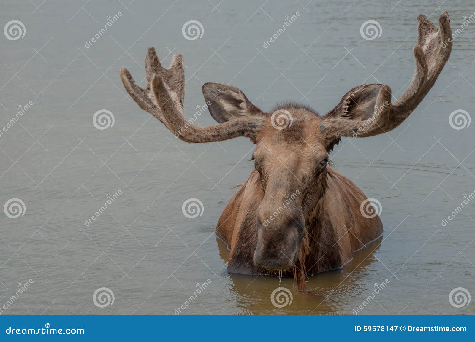 Moose in water stock image. Image of young, lake, animal - 59578147