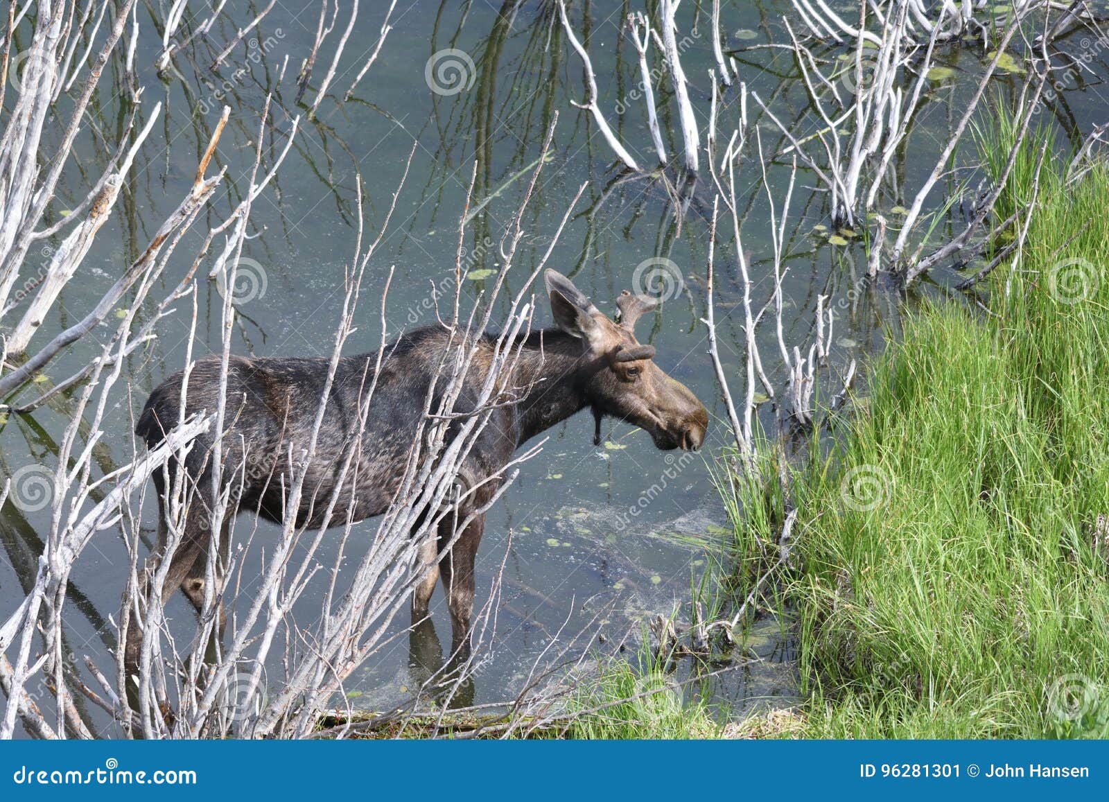 A moose in the willows stock image. Image of shrubland - 96281301