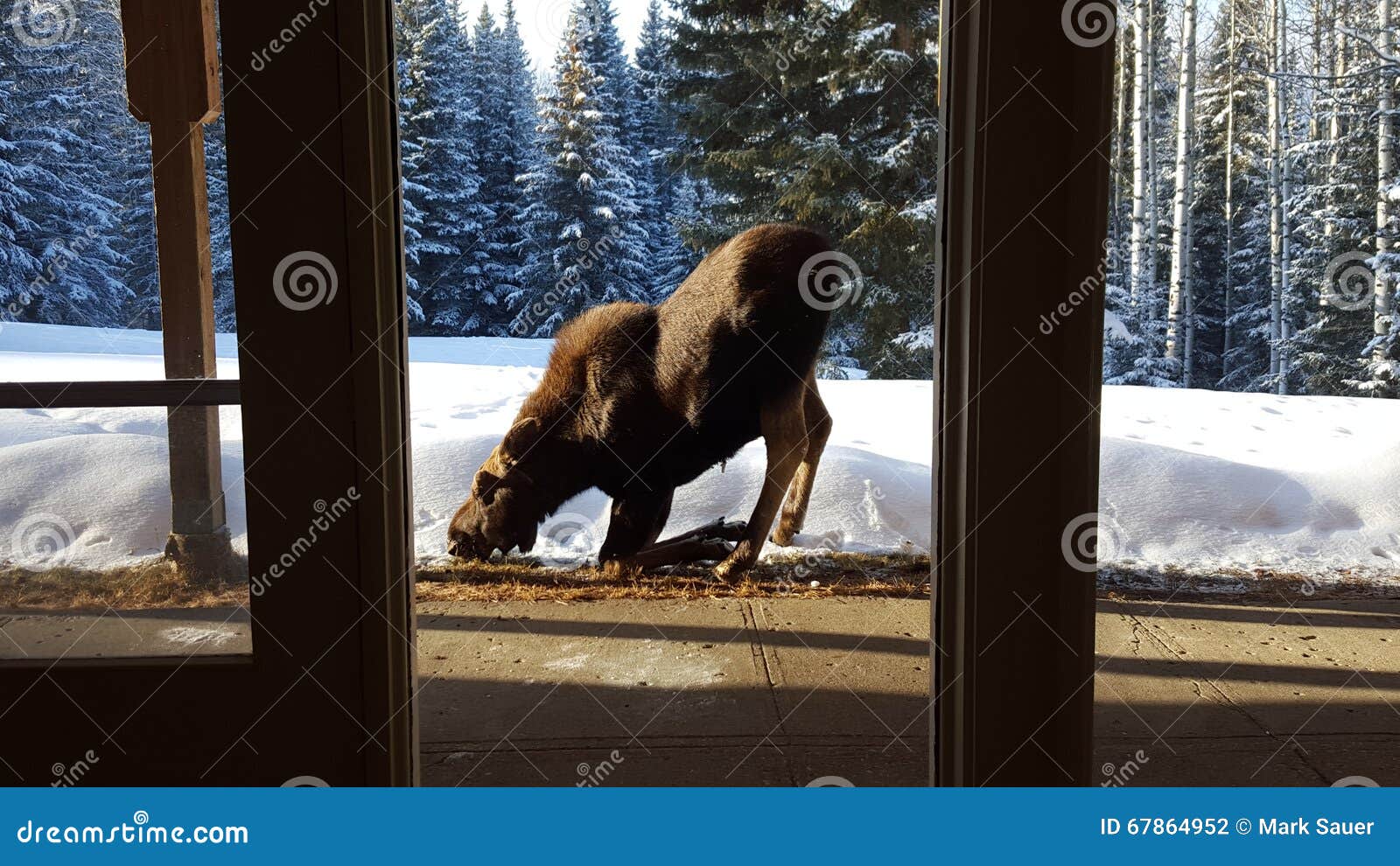 Moose through Window in Winter Stock Photo - Image of concrete, snowy ...