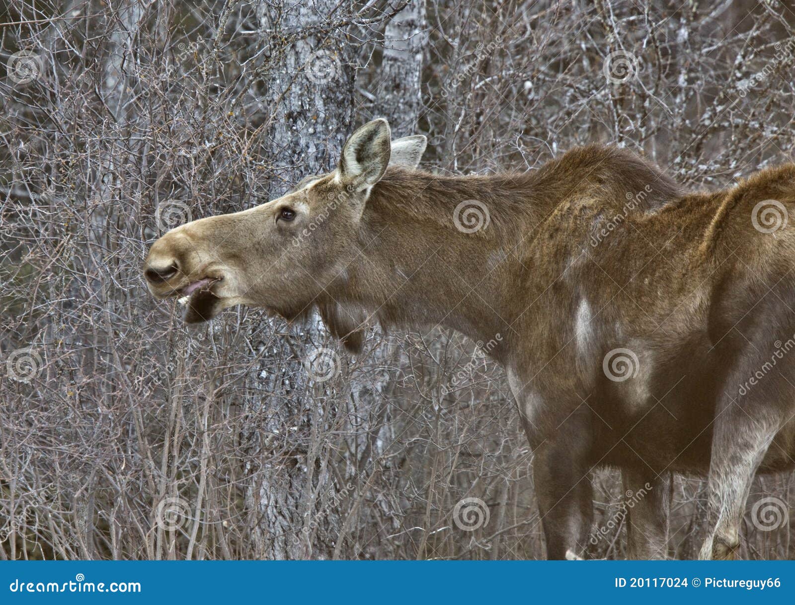 Moose in Winter stock photo. Image of deer, moose, game - 20117024