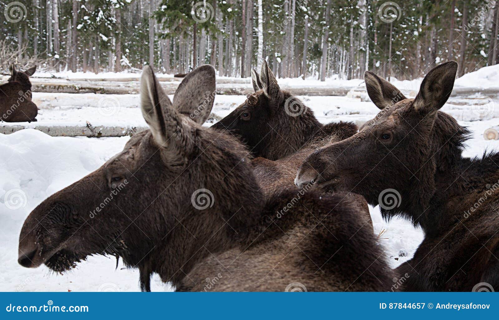 Moose in Winter Forest Farm Moose Stock Image - Image of wildlife, cold ...