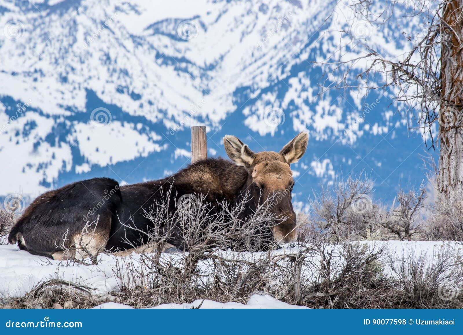 Moose in Winter is Laying Down on the Snow in National Park of Stock ...