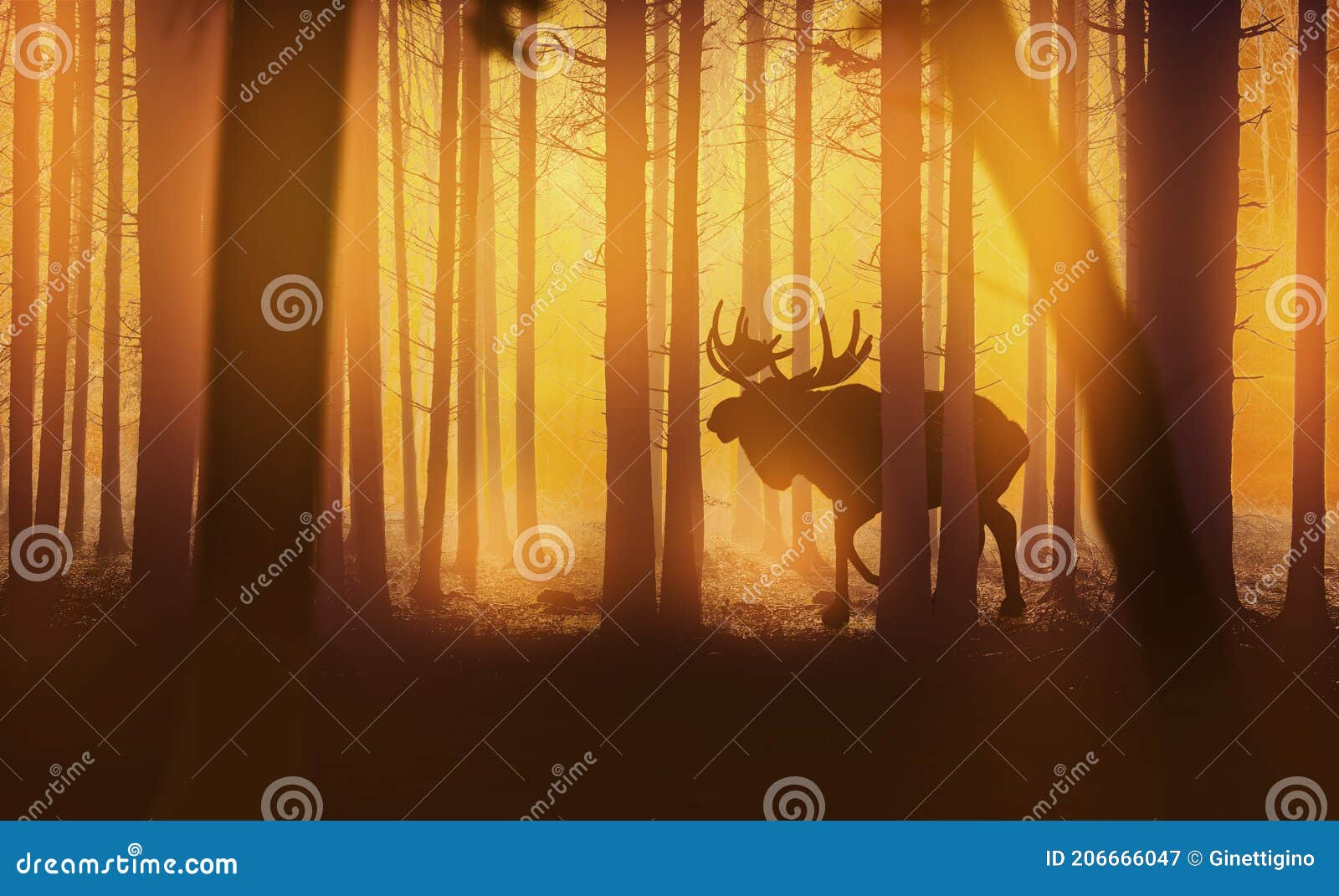 Moose in the Woods at Sunset Stock Image - Image of moose, states ...
