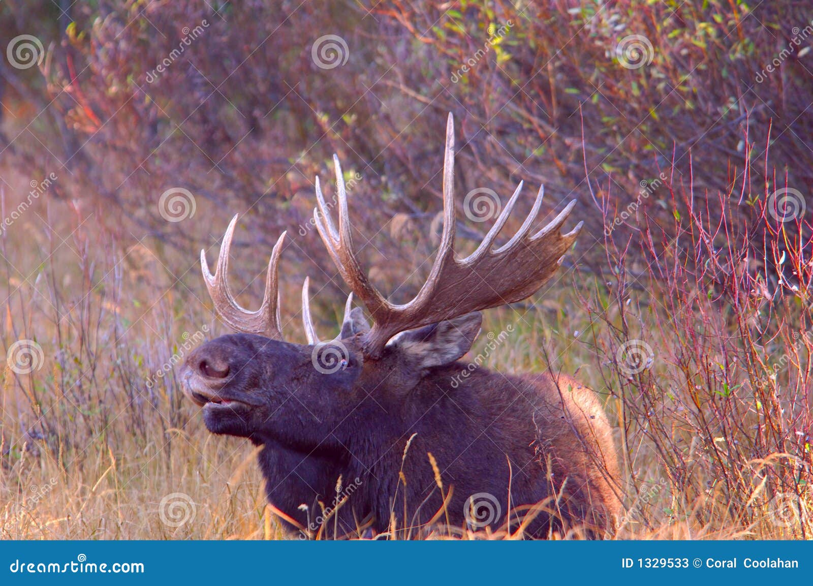 Moose Yawning stock image. Image of bell, muzzle, large - 1329533