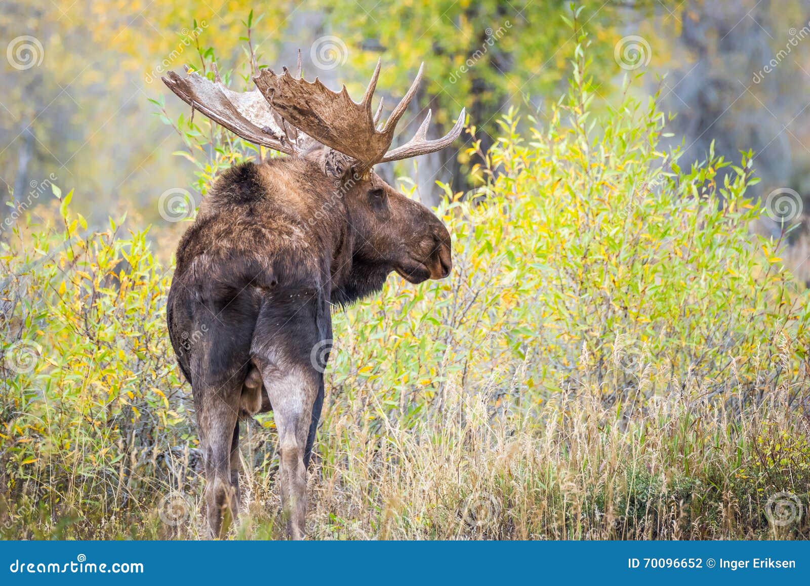 Moose in yellow forest stock photo. Image of velvet, wild - 70096652