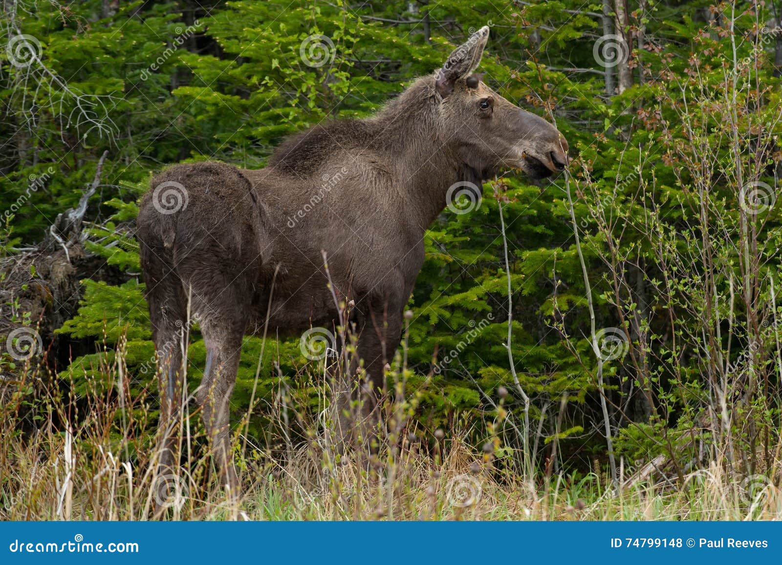 Moose - Alces alces stock photo. Image of labrador, hooves - 74799148