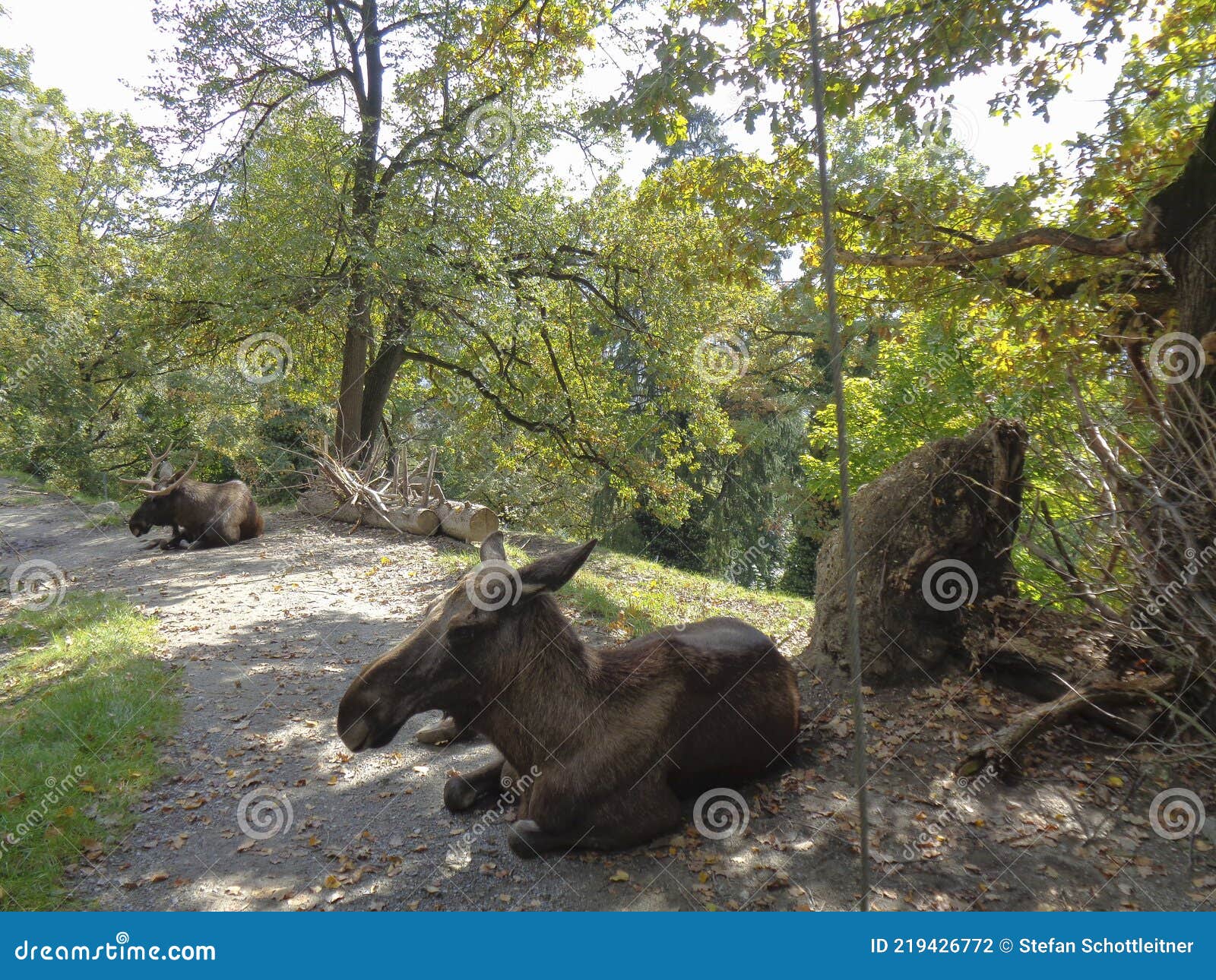 Moose at the Zoo in Austria in Innsbruck Stock Photo - Image of ...