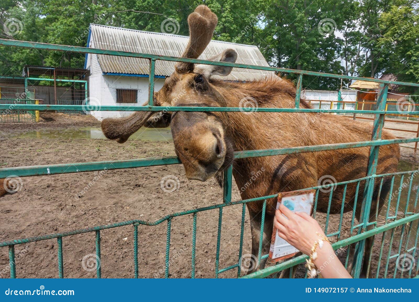 Moose in a Zoo Cage Stretches for Caress Stock Image - Image of animals ...