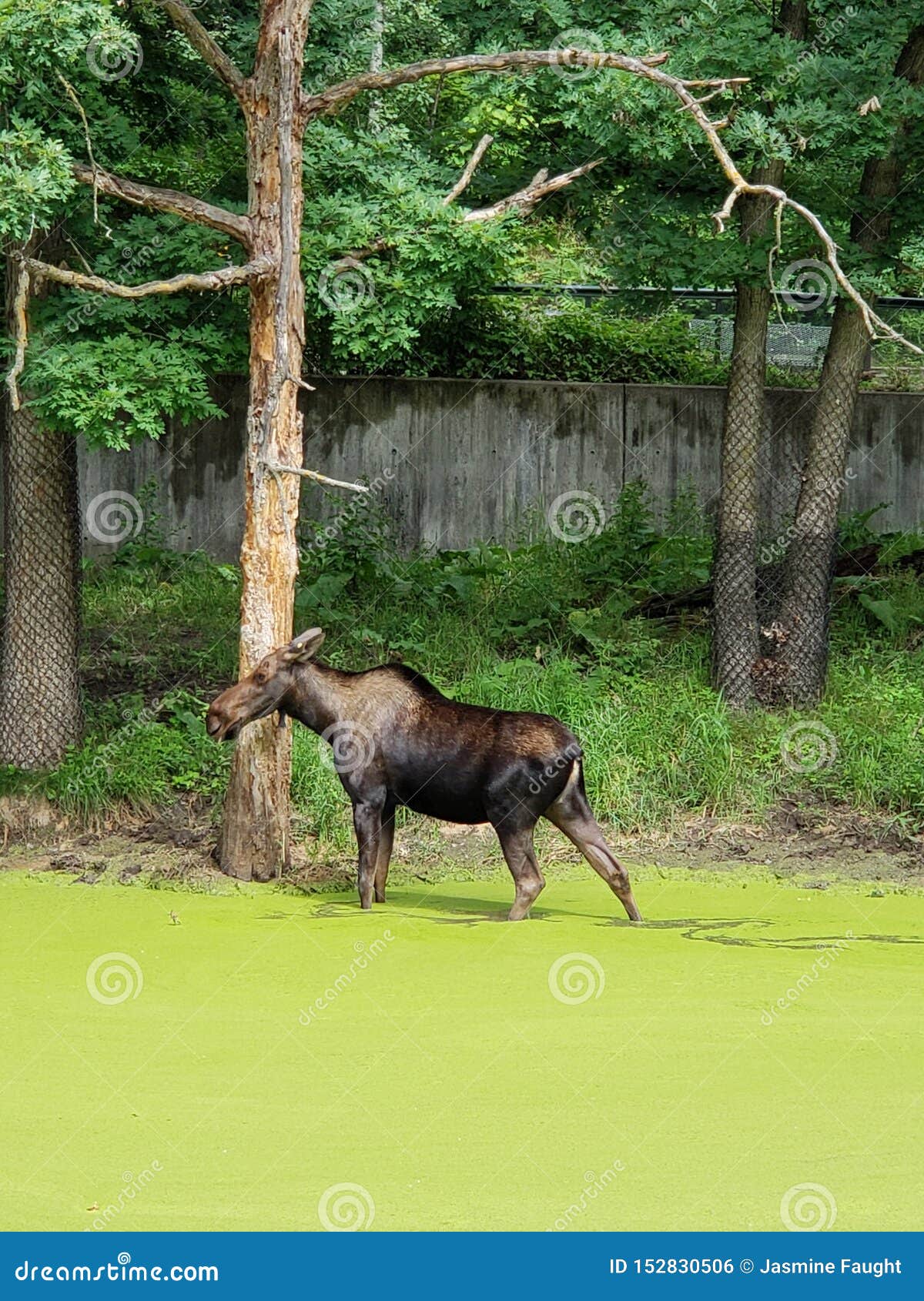 Moose at the zoo stock photo. Image of swamp, green - 152830506