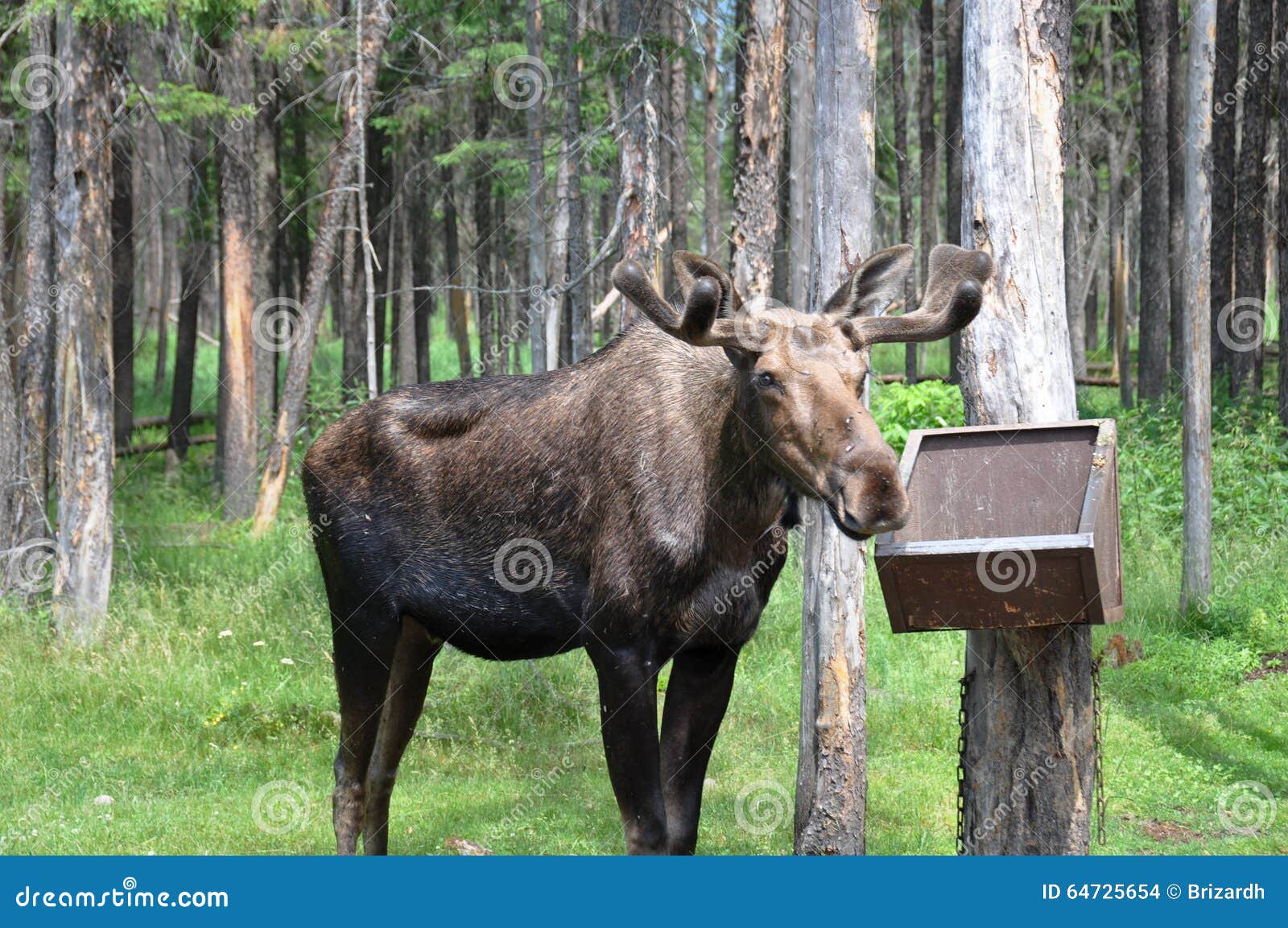 Moose in the Zoo of St-Felicien, Quebec, Canada Stock Photo - Image of ...