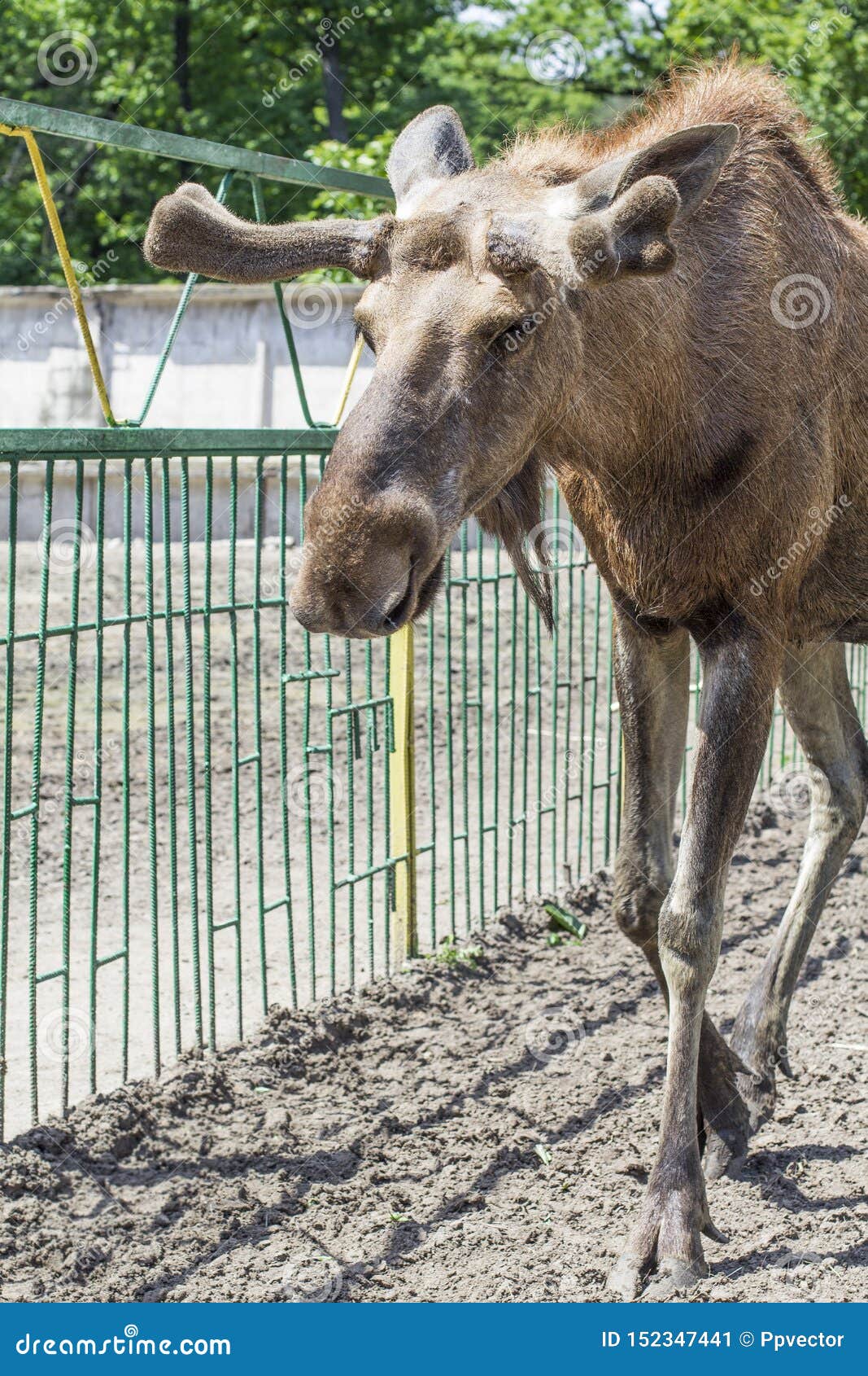 Moose at the zoo. stock image. Image of farm, black - 152347441