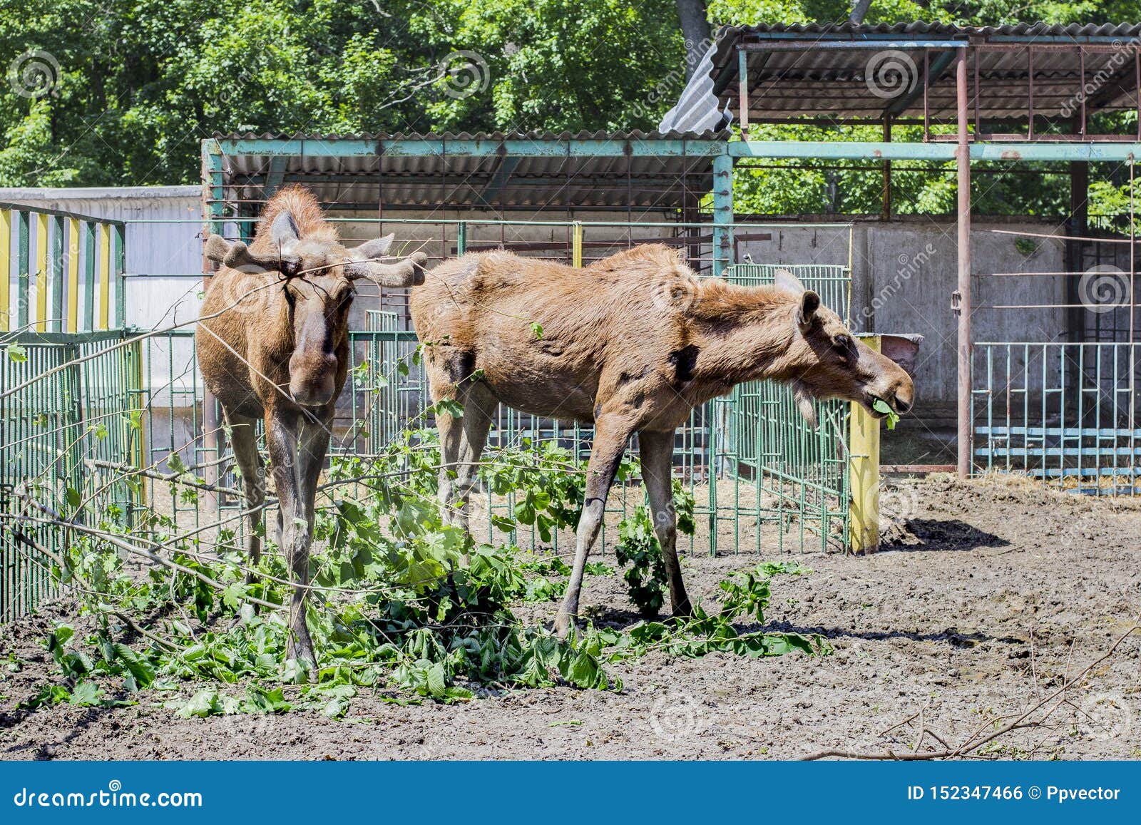 Moose at the zoo. stock photo. Image of hunting, green - 152347466