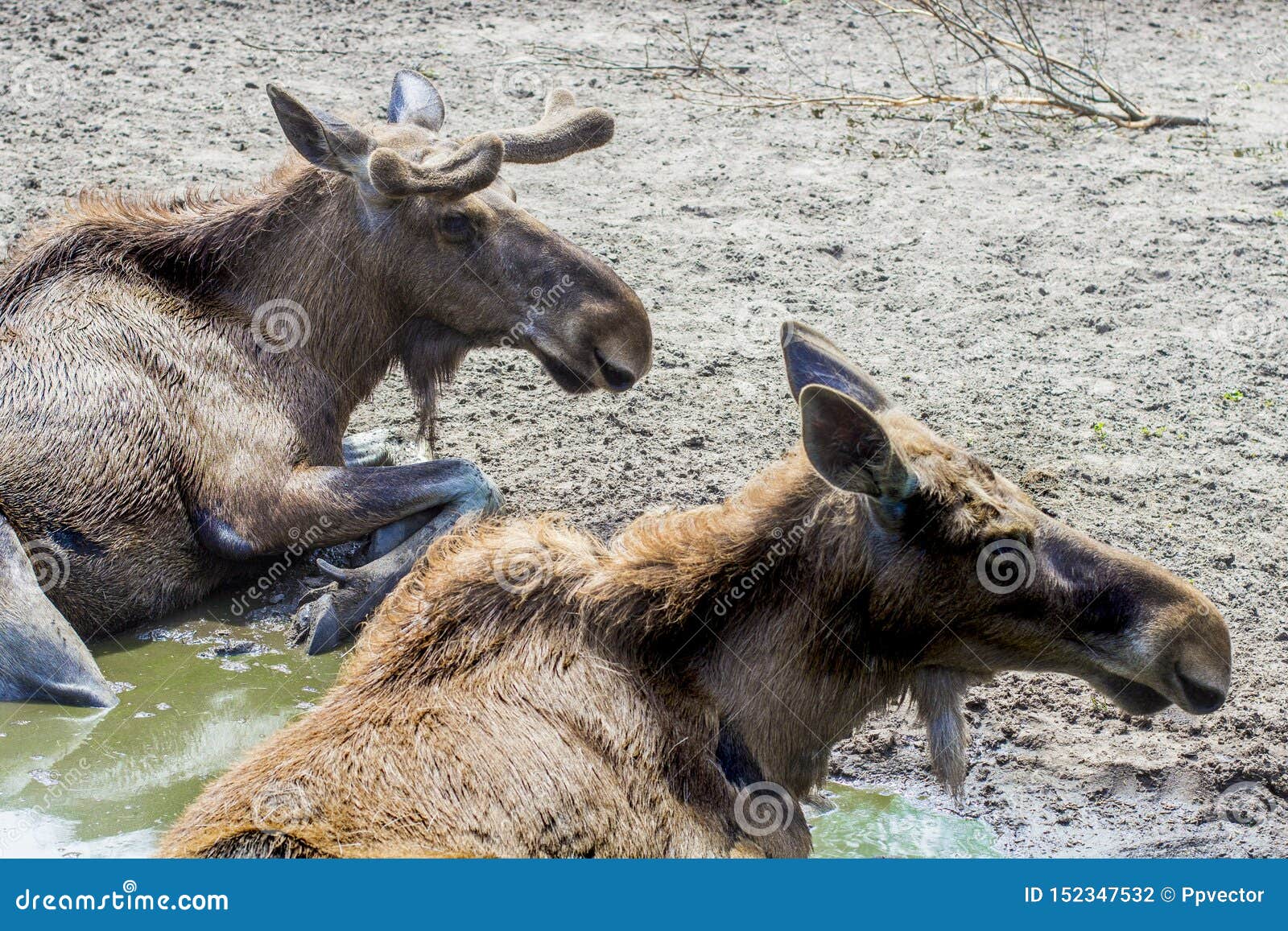 Moose at the zoo. stock photo. Image of deer, chinese - 152347532
