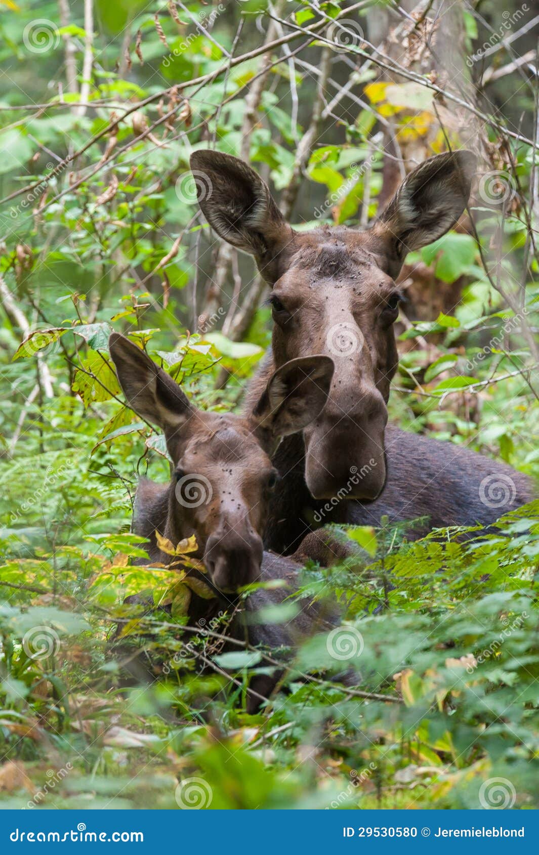 Mooses eye contact stock photo. Image of orignaux, woods - 29530580