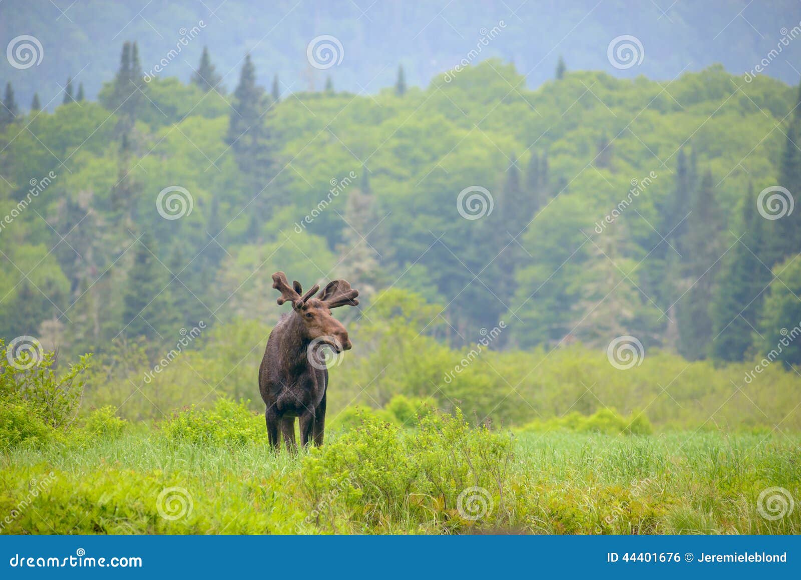 Mooses near the river stock photo. Image of wild, faune - 44401676